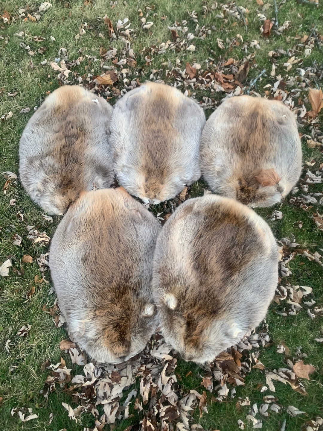 Prime Garment Tanned Beaver Pelt Fur 24x21 - Etsy