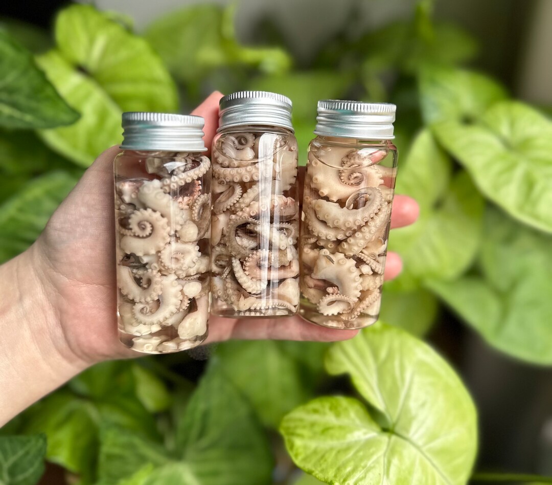 Wholesale Small Wet Specimen Octopus Tentacles in Jar - Etsy