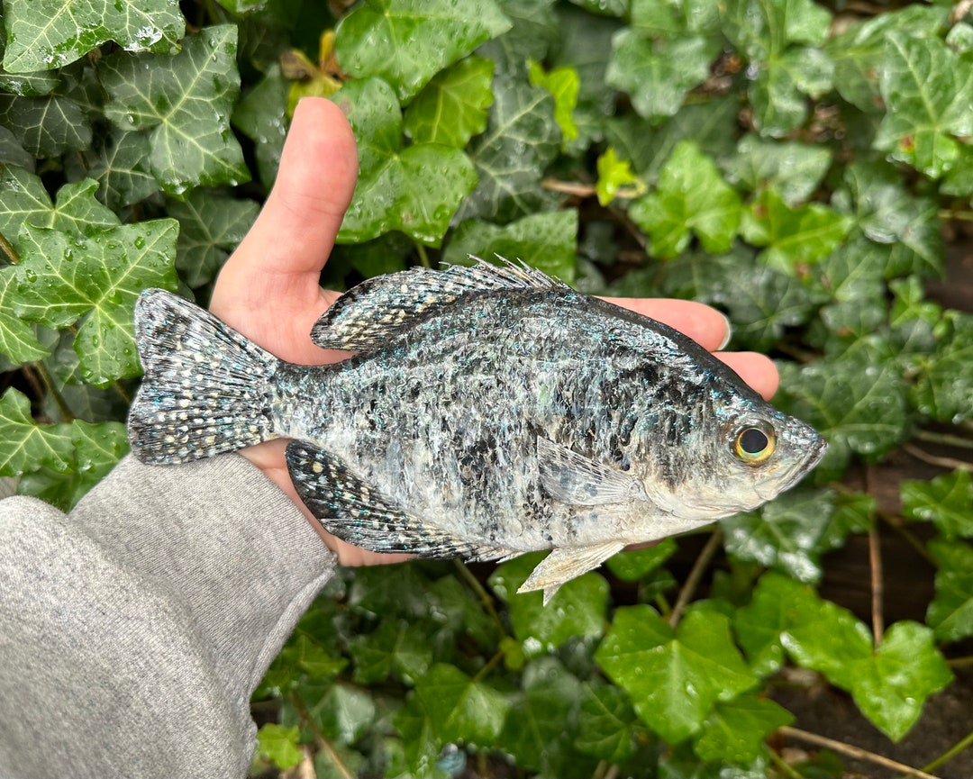 Small Taxidermy Freeze Dried Crappie Fish - Etsy