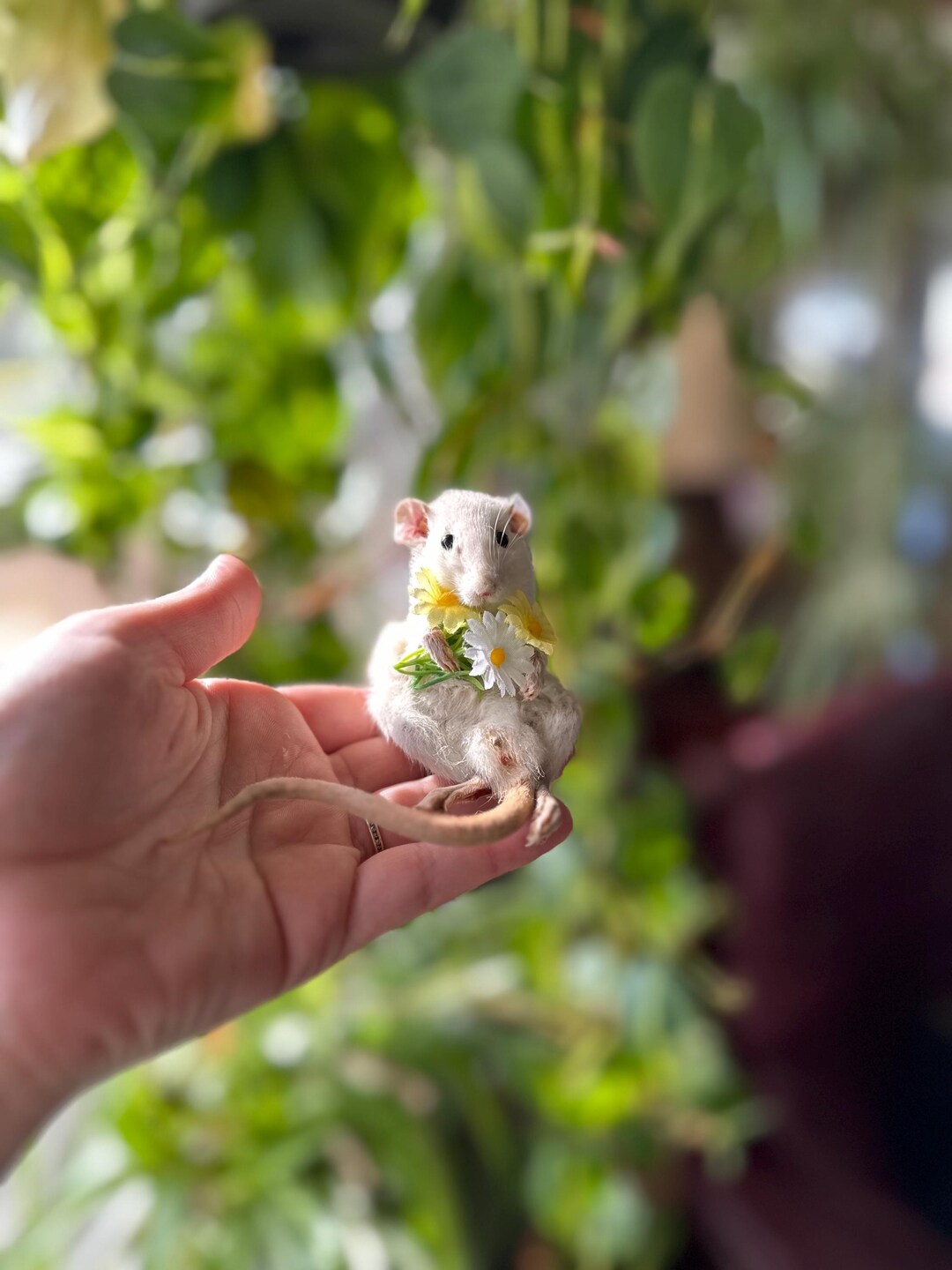 Small Taxidermy Rat Mount With Flower Freeze Dried - Etsy