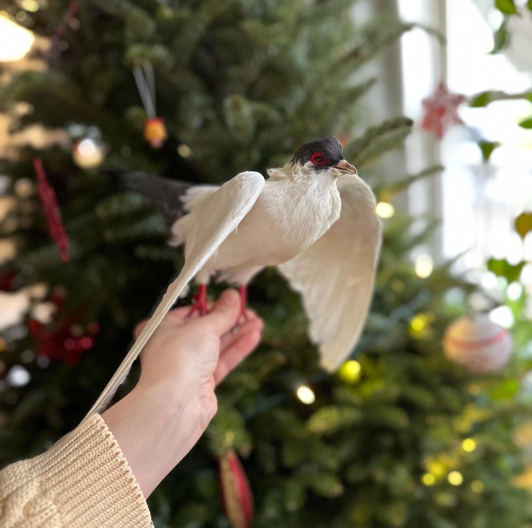 Fancy Nun Pigeon Taxidermy - Etsy
