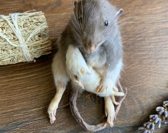Taxidermy Rat - Etsy