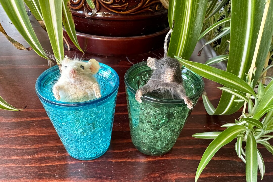 Freeze Dried Taxidermy Mouse in Shot Glass - Etsy