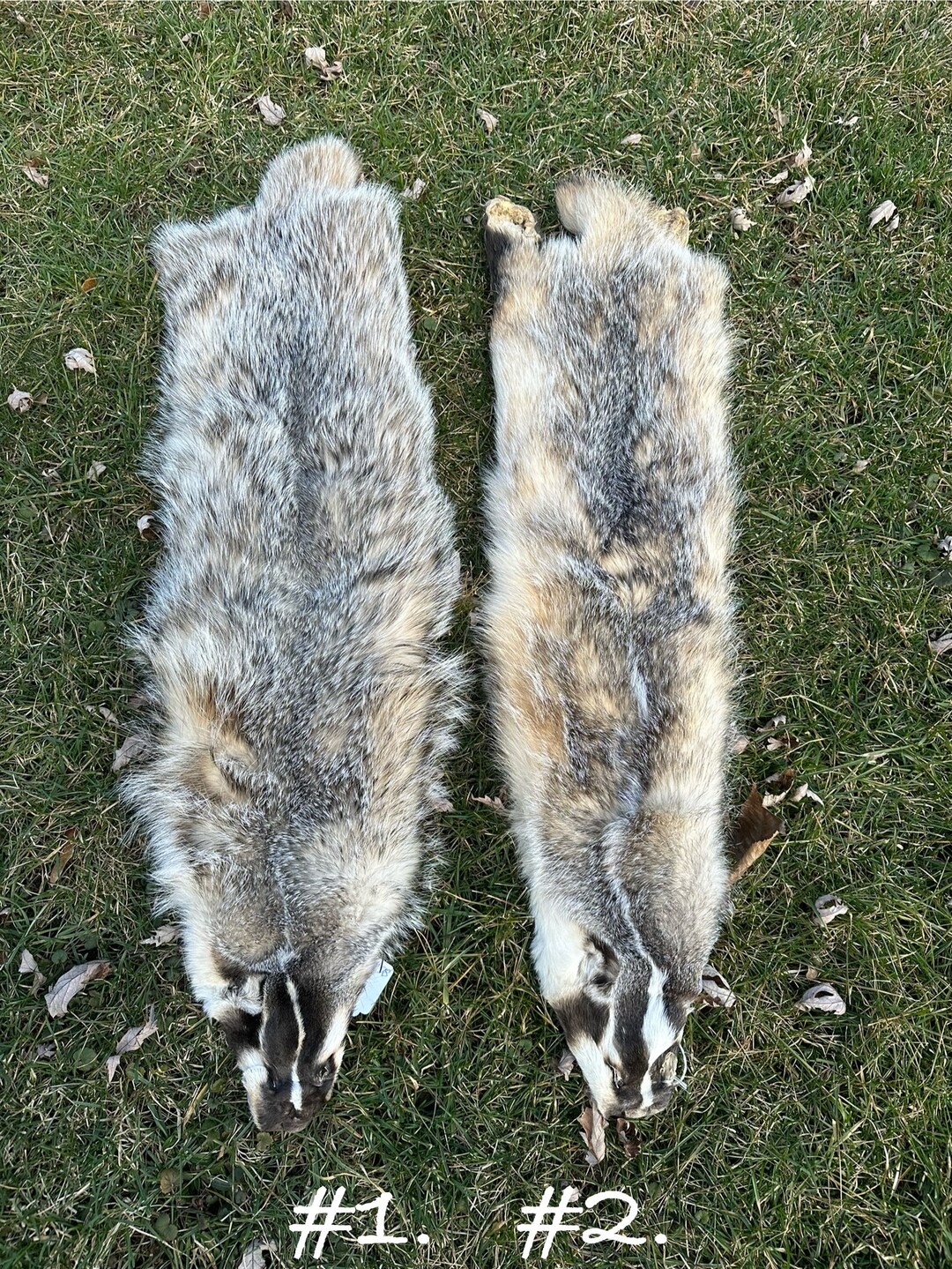Badger Pelt With Paws and Claws Garment Tanned Fur - Etsy