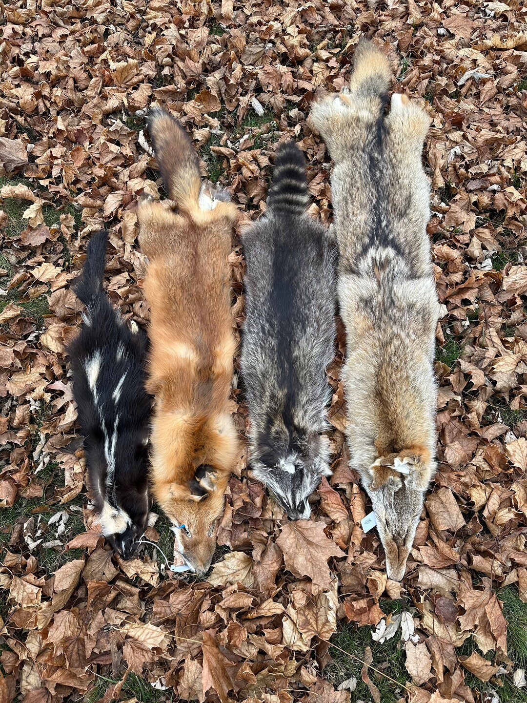 Skunk Red Fox Raccoon Coyote Fur Set - Etsy