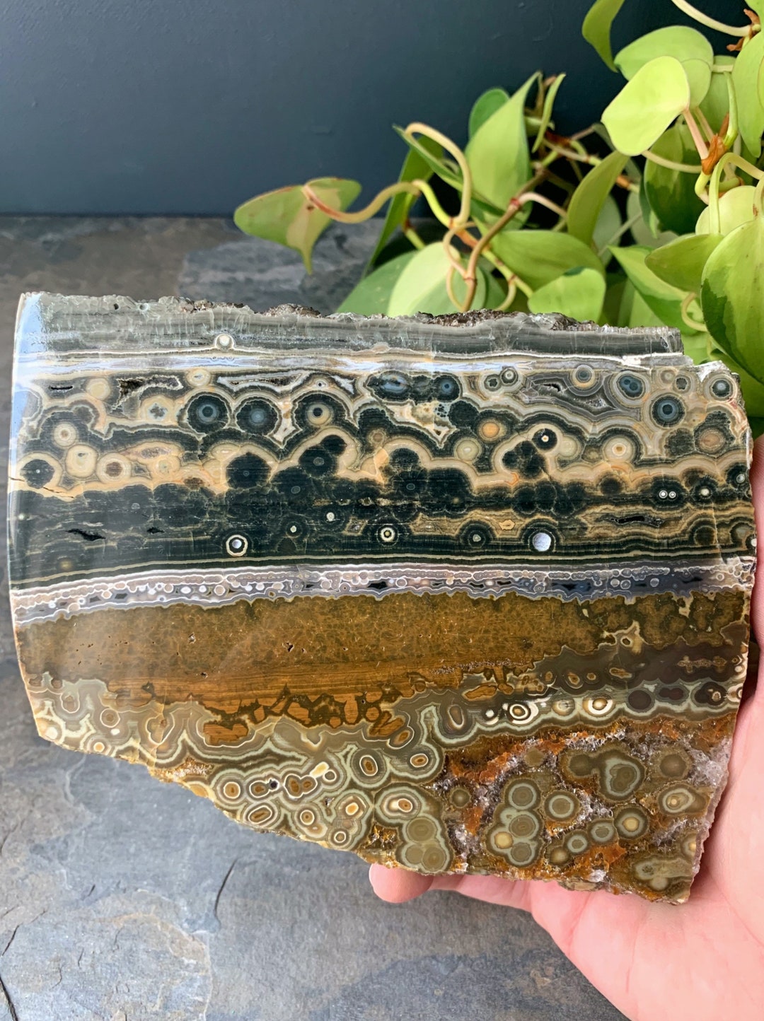 Ocean Jasper Slab- Unique “old Vein”, Old Stock Ocean Jasper- Thick-1.3 ...