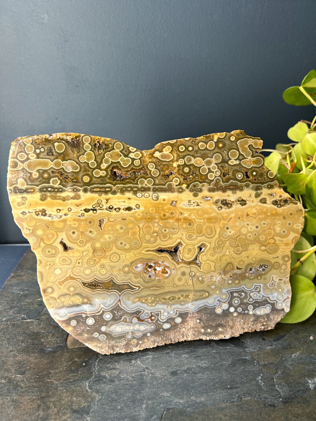 Ocean Jasper Slab- Unique “old Vein”, Old Stock Ocean Jasper. Large ...