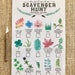 Printable Leaf Identification Nature Scavenger Hunt for Kids Trail ...
