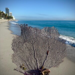 Natural White Sea Fan, Nautical Home Decor, Sea Fan, Coastal Home Decor ...