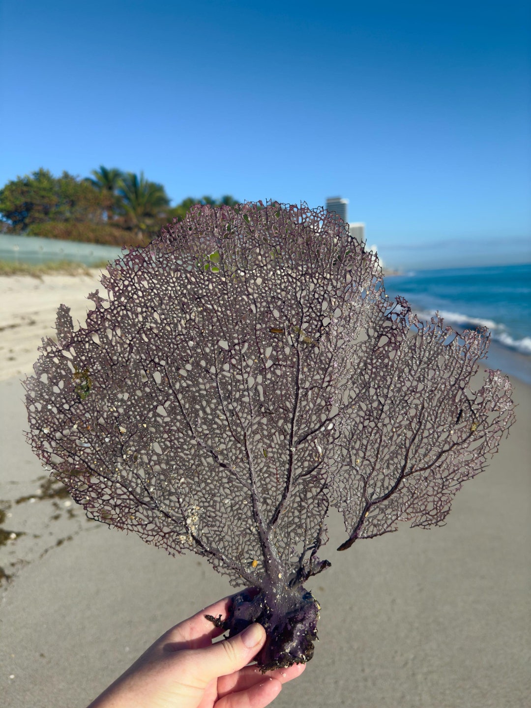 Sea Fan, Natural White and Purple Sea Fan, Nautical Home Decor, Coastal ...