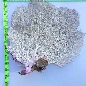 Natural White Sea Fan, Nautical Home Decor, Sea Fan, Coastal Home Decor ...