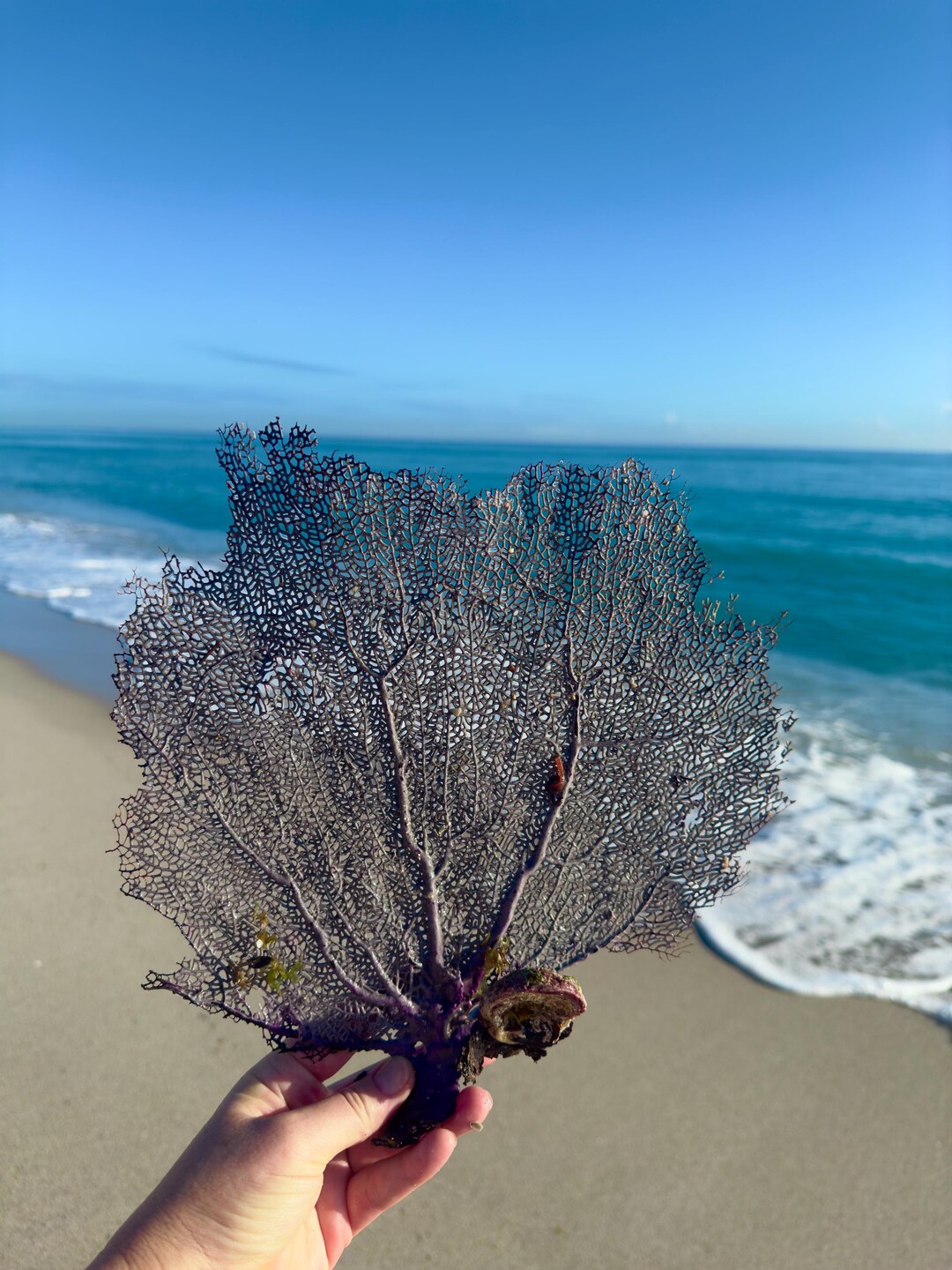 Natural White Sea Fan, Nautical Home Decor, Sea Fan, Coastal Home Decor ...