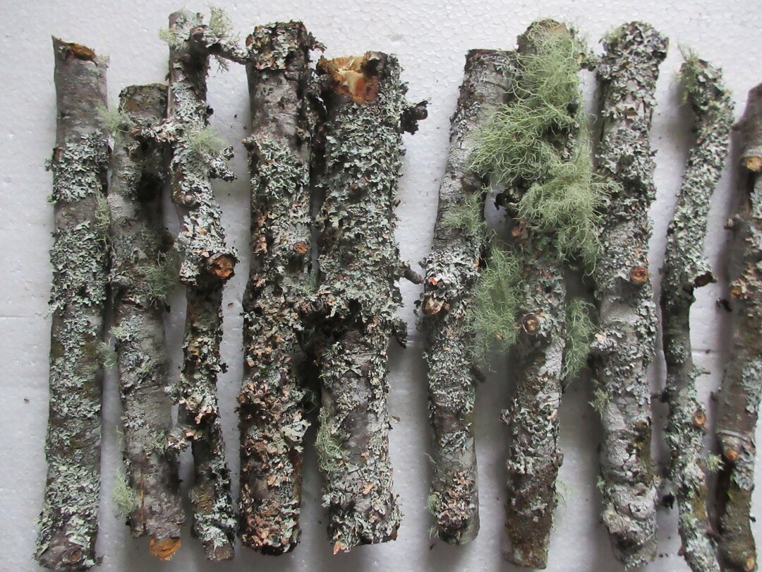 Moss and Lichen Covered Branches Craft Sticks and Branches - Etsy