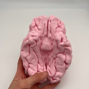 Matte Pink Life Size Brain Replica - Etsy