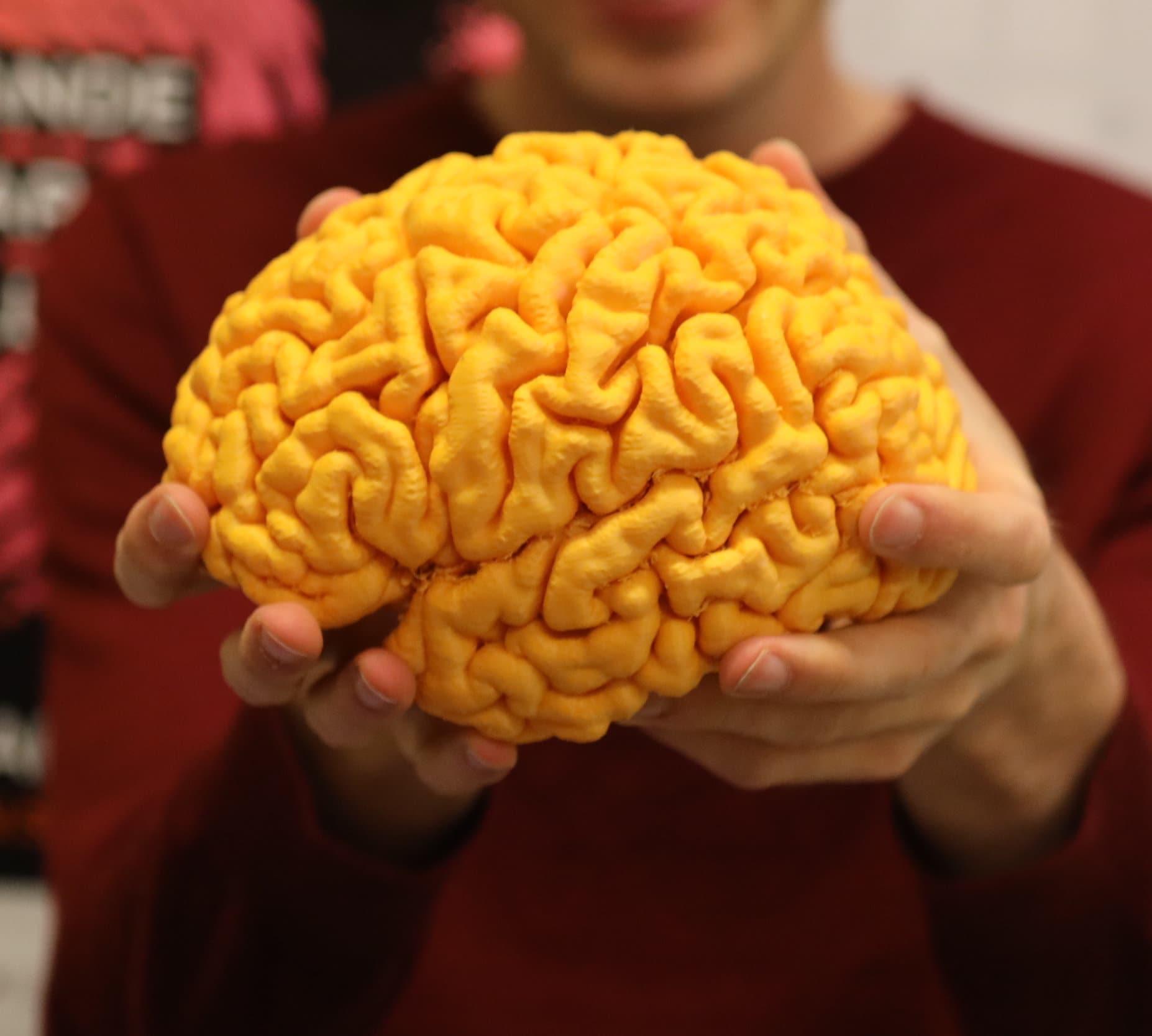 Your Own Life-size Brain Made to Order - Etsy