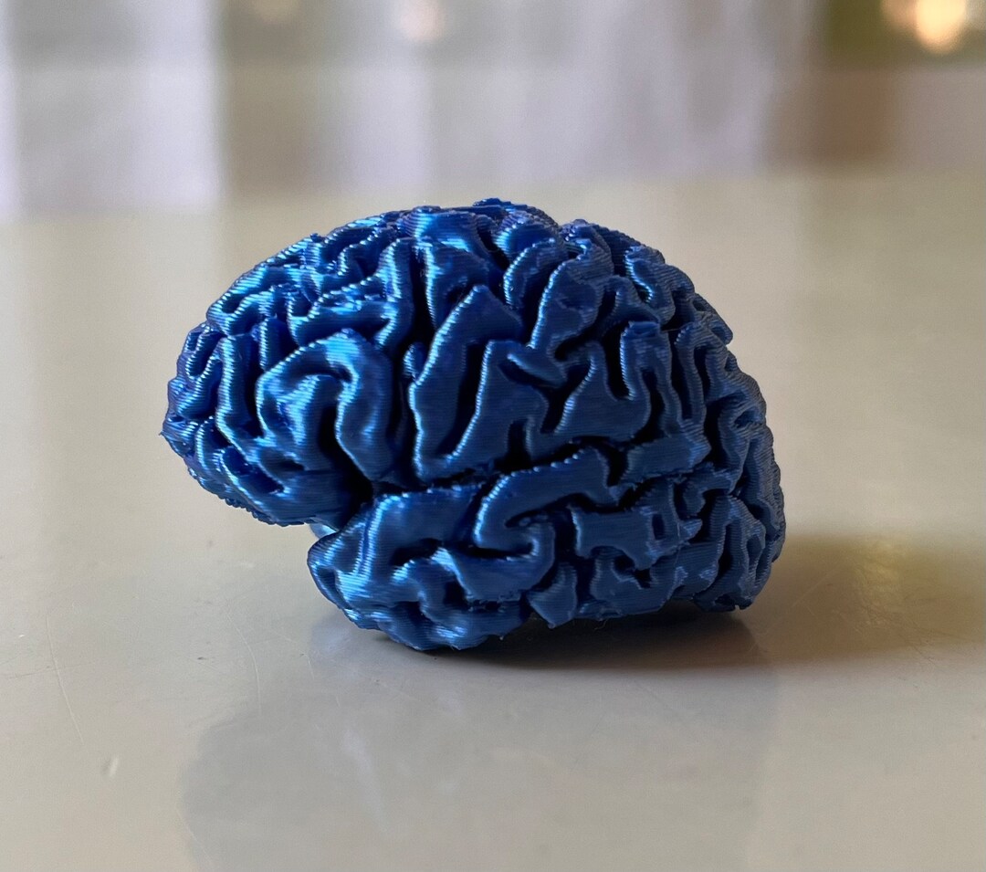 Small 3d-printed Replica of a Unique Human Brain hard PLA - Etsy