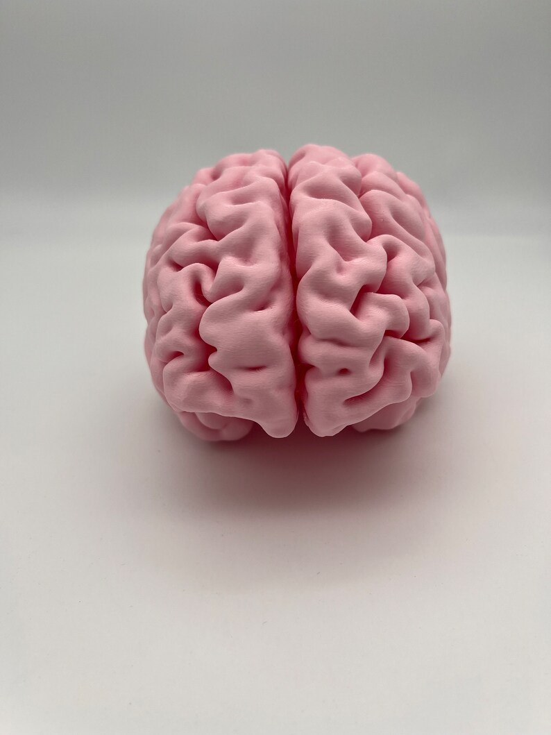 Matte Pink Life Size Brain Replica - Etsy