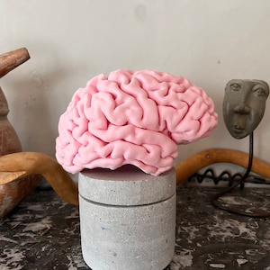 Matte Pink Life Size Brain Replica - Etsy