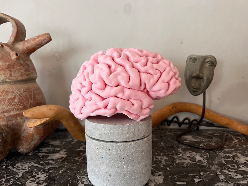 Matte Pink Life Size Brain Replica - Etsy