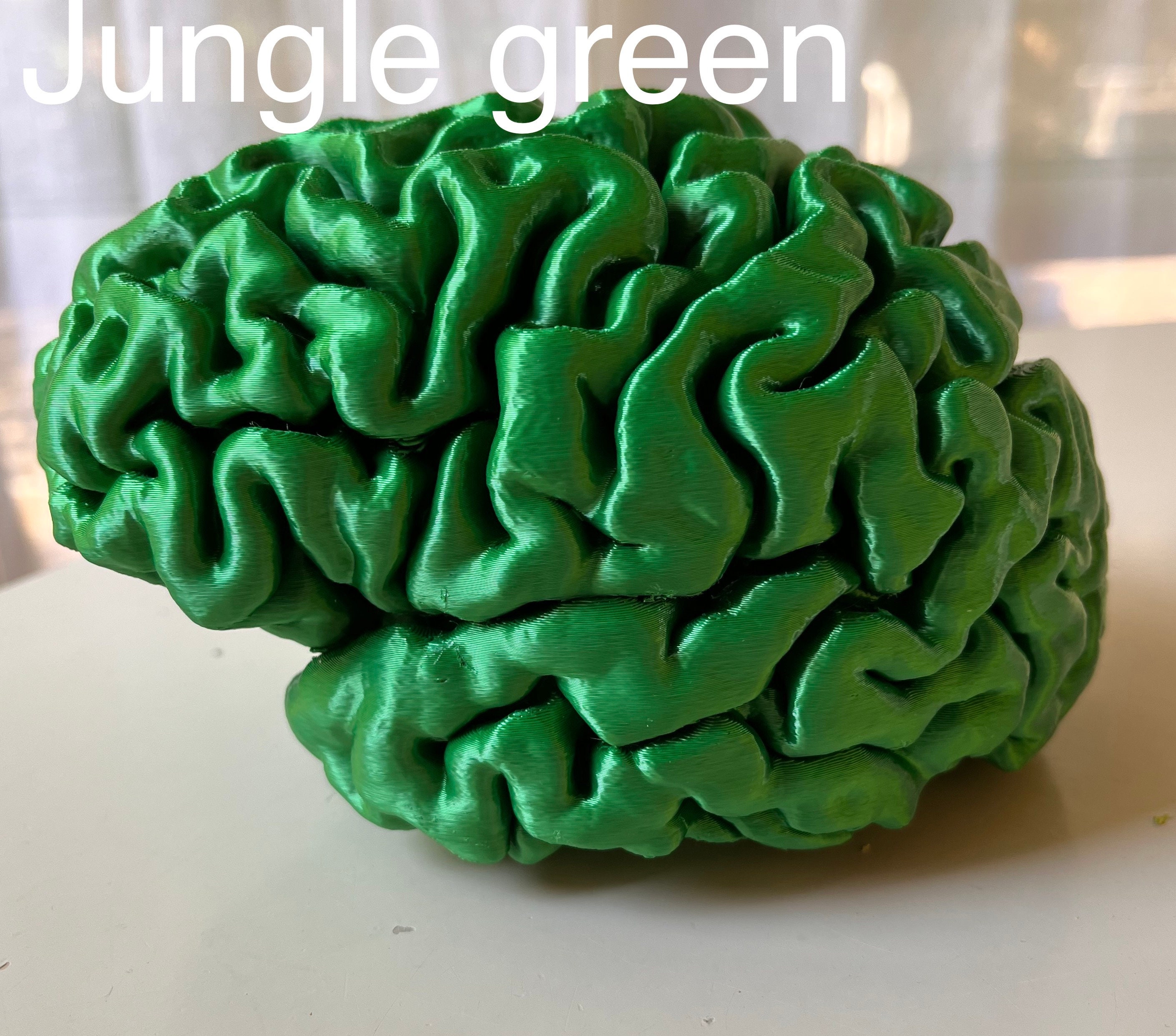 Made to Order Life Size Brain - Etsy
