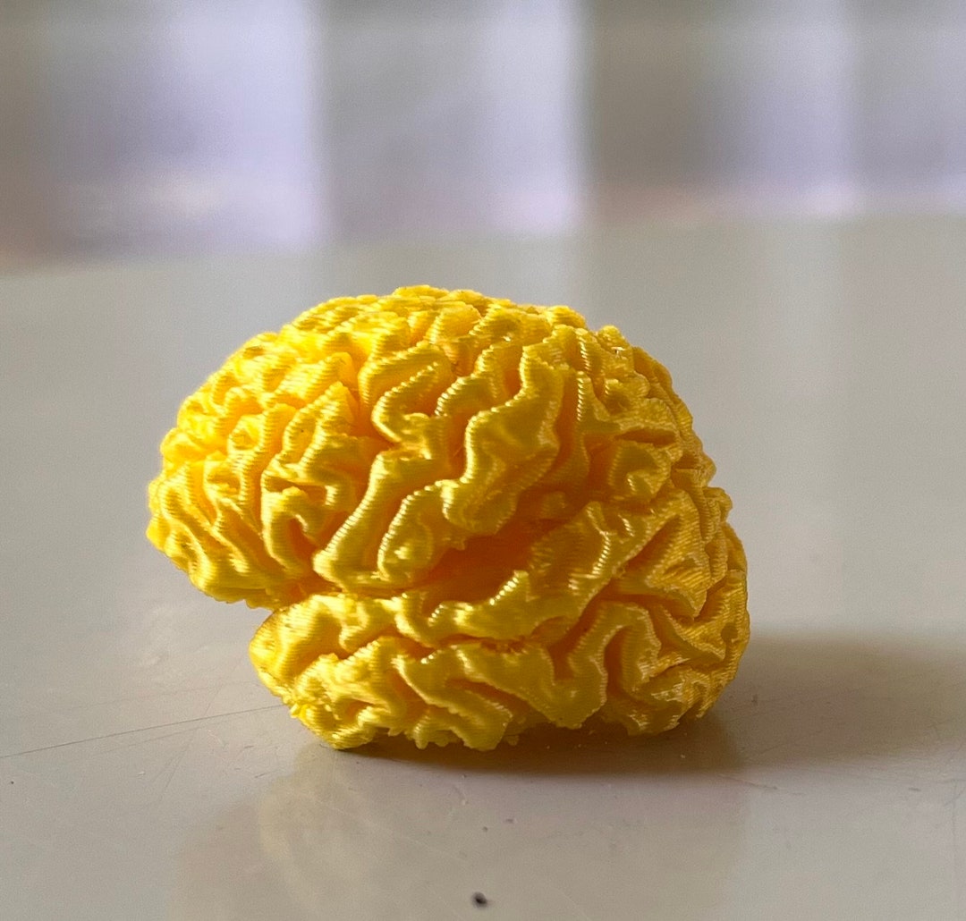 Small Brain With Stroke - Etsy