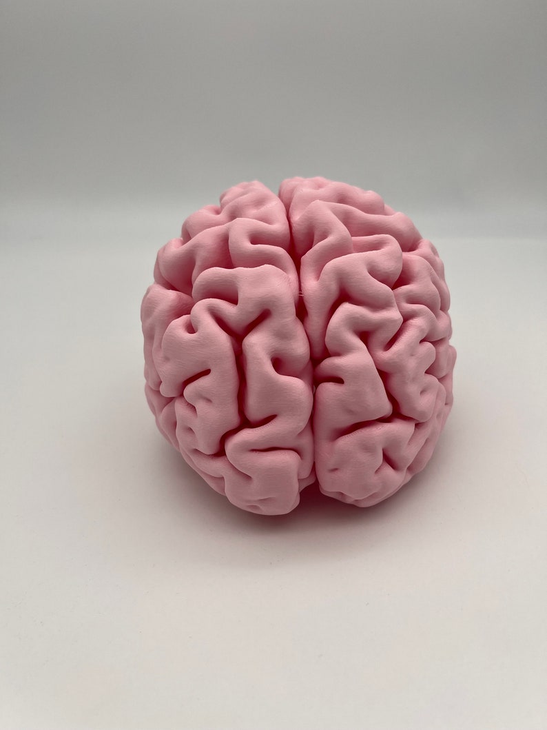 Matte Pink Life Size Brain Replica - Etsy