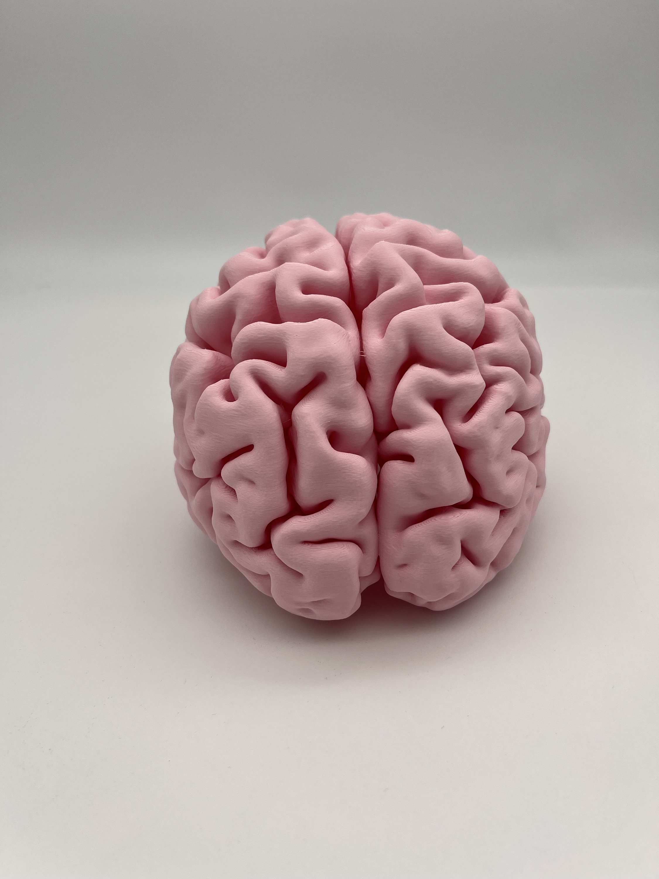 Matte Pink Life Size Brain Replica - Etsy