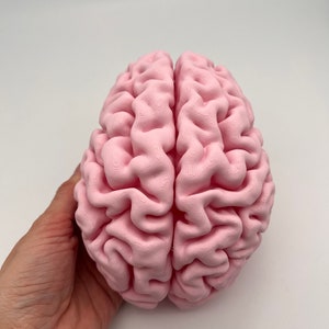 Matte Pink Life Size Brain Replica - Etsy