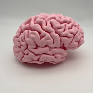 Matte Pink Life Size Brain Replica - Etsy