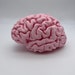 Matte Pink Life Size Brain Replica - Etsy