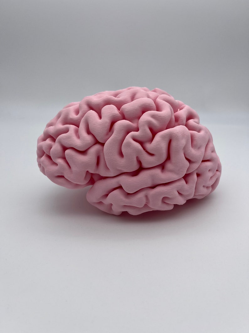 Matte Pink Life Size Brain Replica - Etsy
