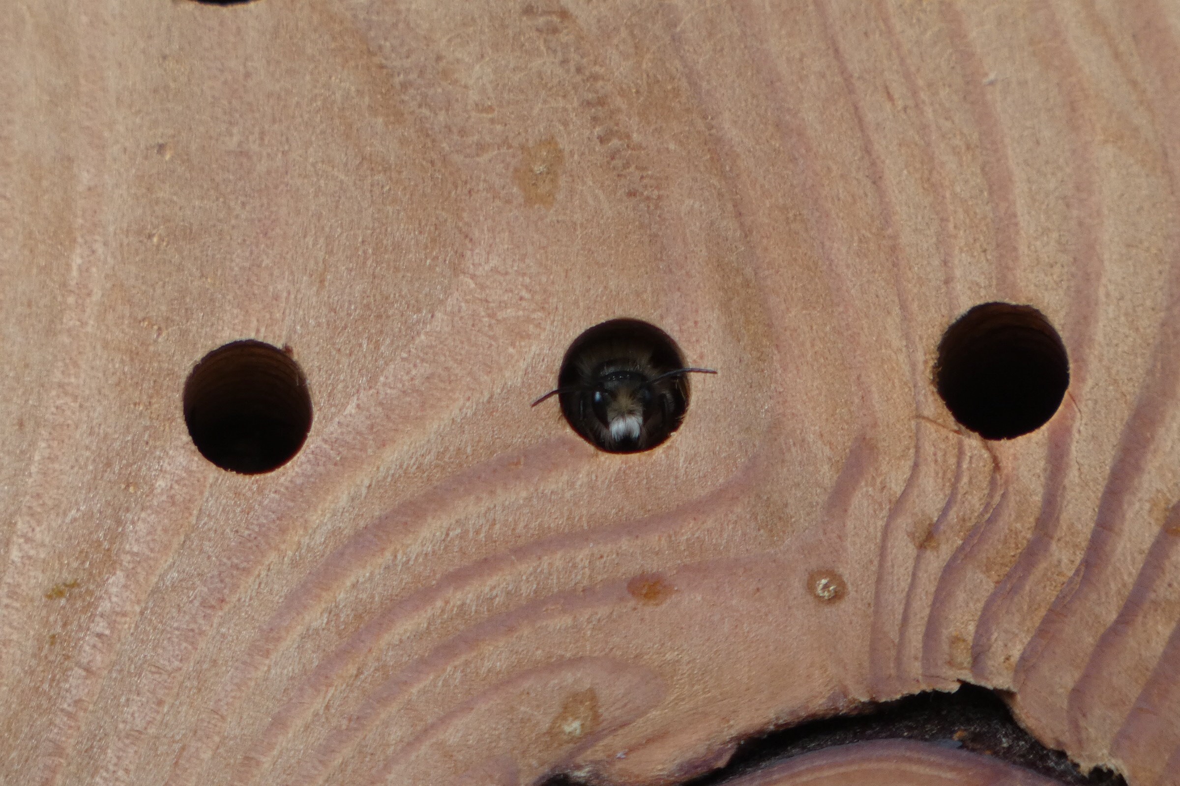 Insect House Winter Quarter Bees Wild Bees Nestbox Made of - Etsy