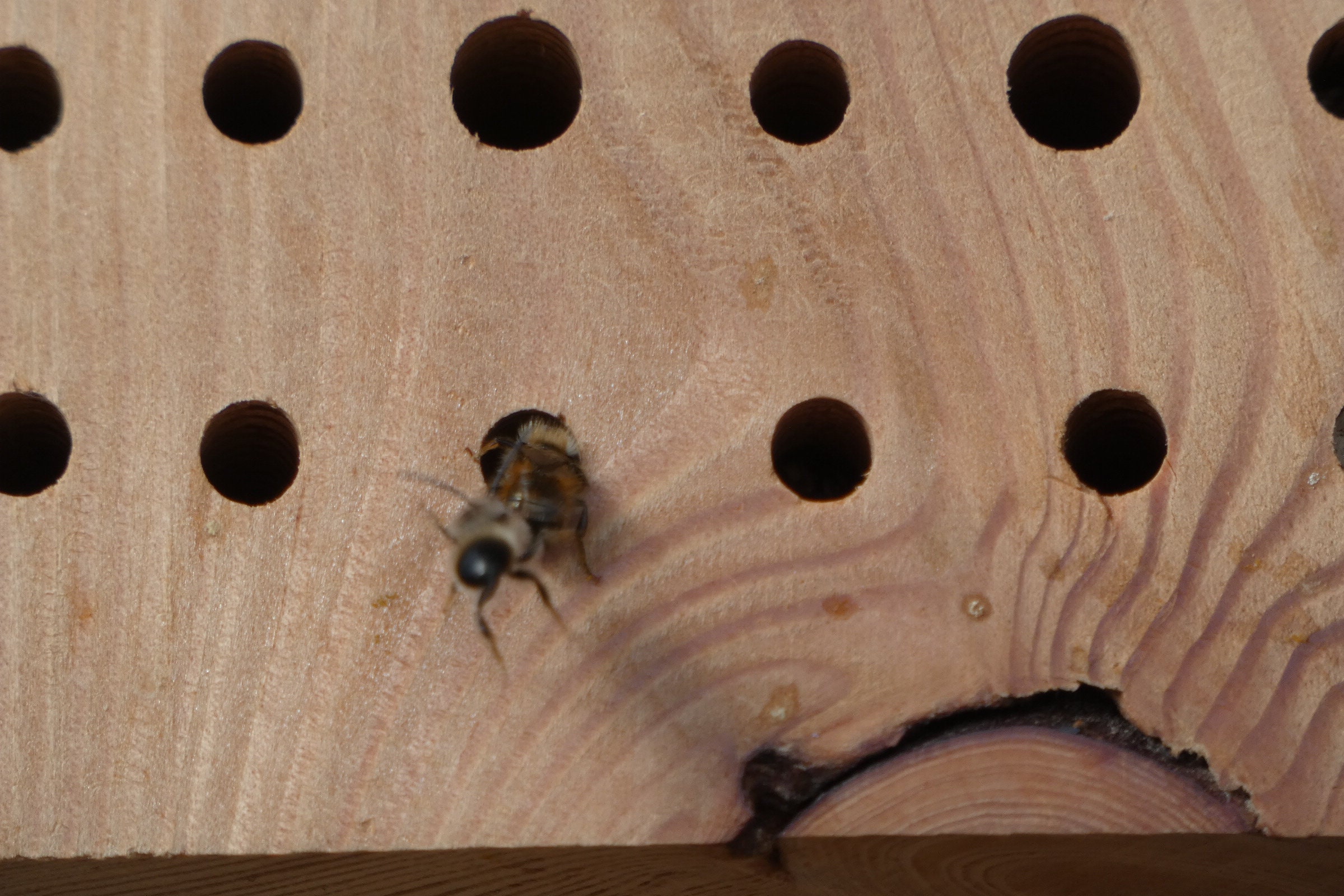Insect House Winter Quarter Bees Wild Bees Nestbox Made of - Etsy