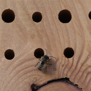 Insect House Winter Quarter Bees Wild Bees Nestbox Made of - Etsy