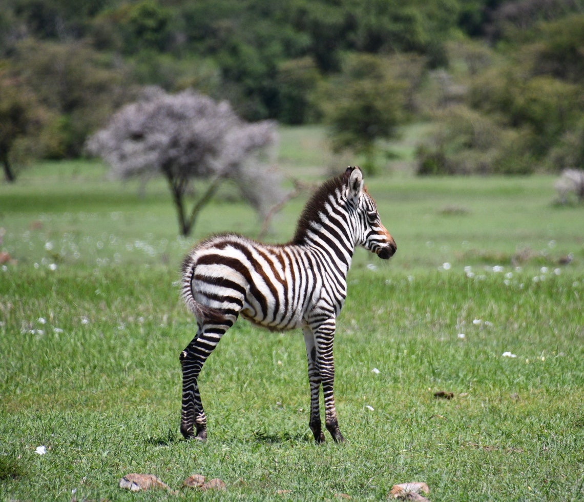 Un bébé zèbre au Kenya une photographie originale de Peter | Etsy
