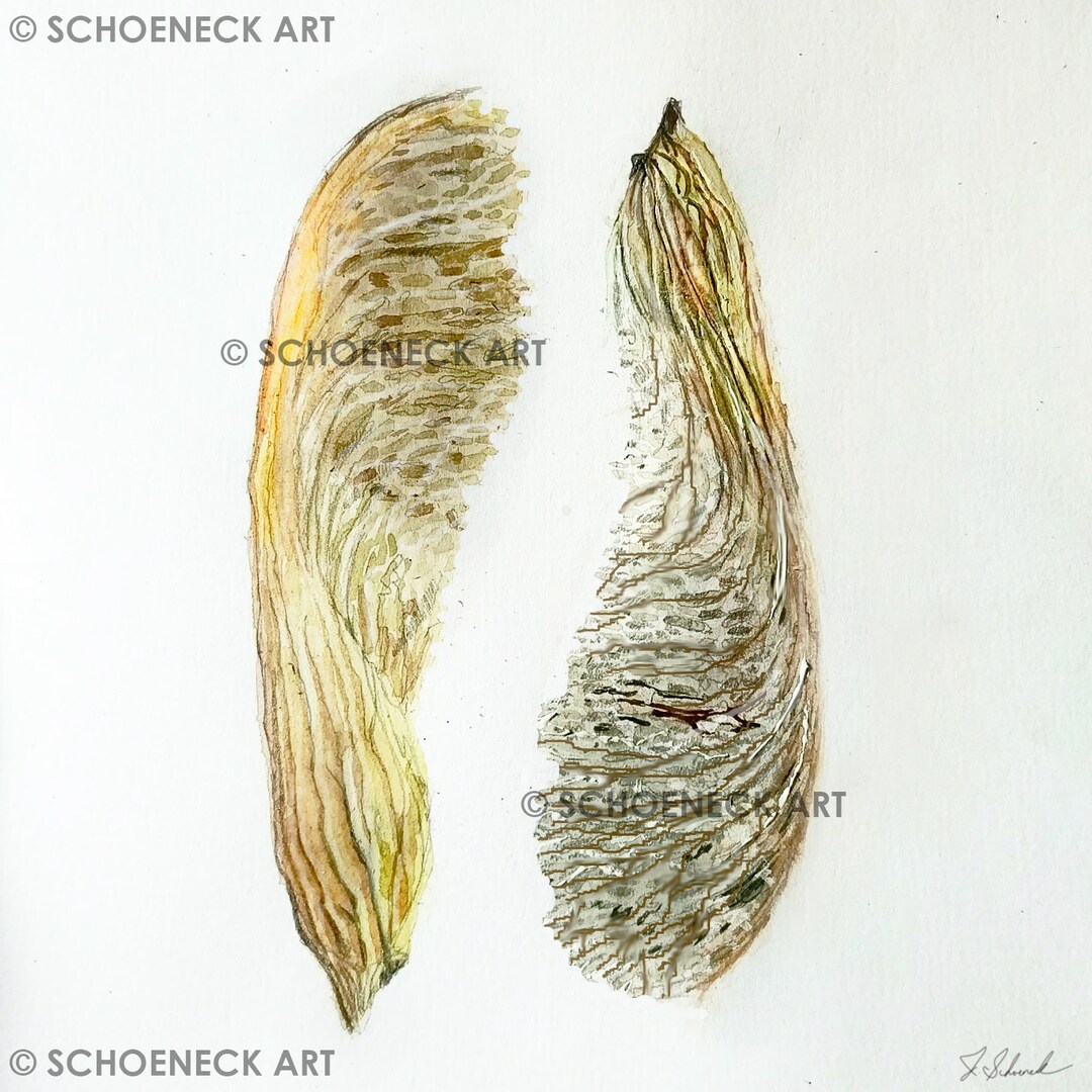 Samaras - Minimalist Watercolor Print of Maple Helicopter Seeds - Etsy