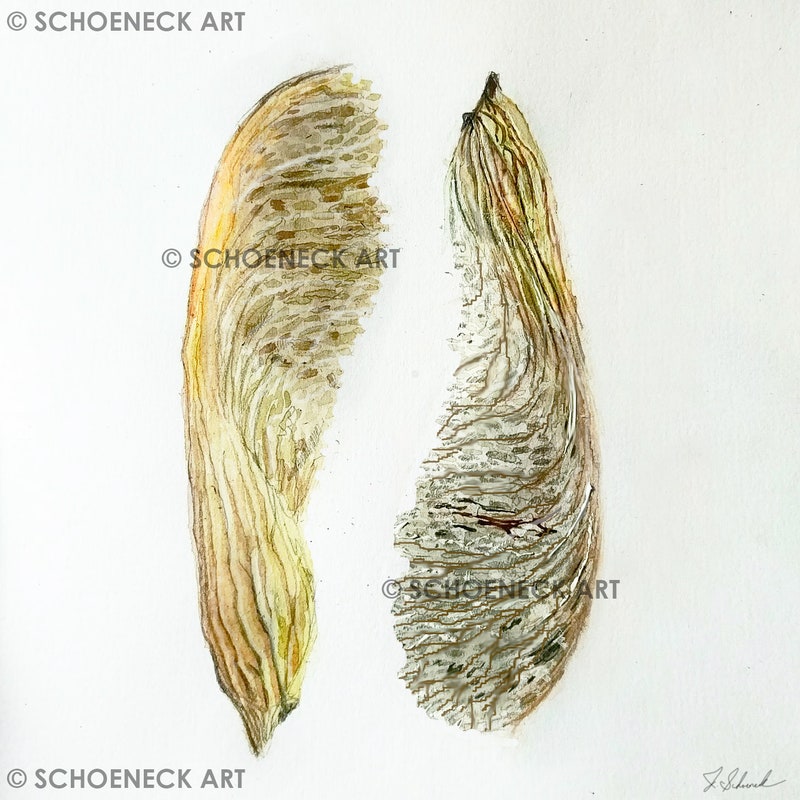 Helicopter Seed - Etsy