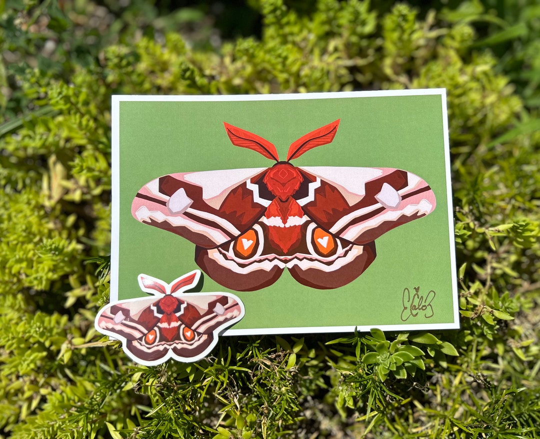 Cabbage Tree Emperor Moth Set postcard Print and Sticker - Etsy