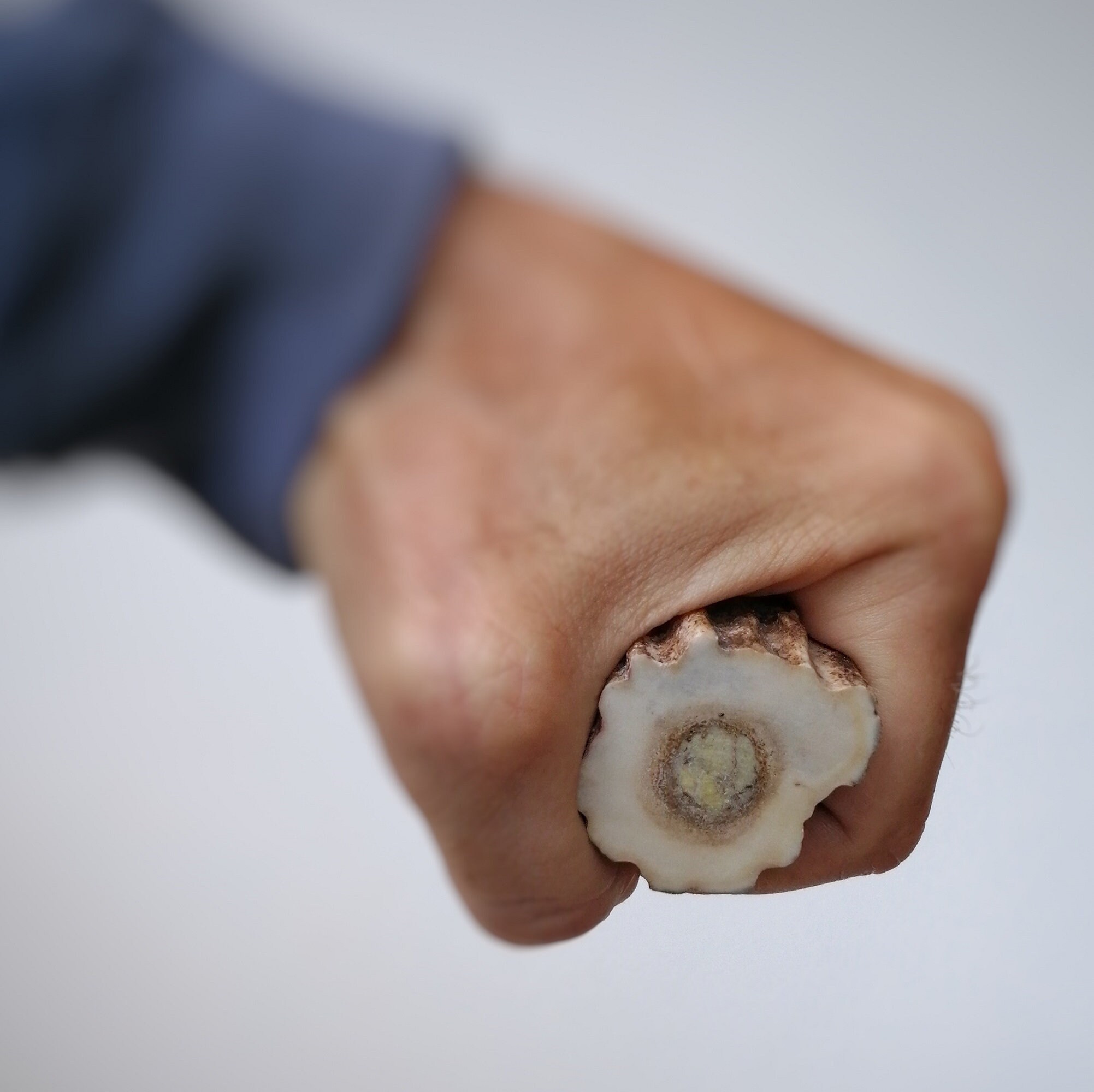 Knife Handle of Deer Antler Carved Snake B - Etsy