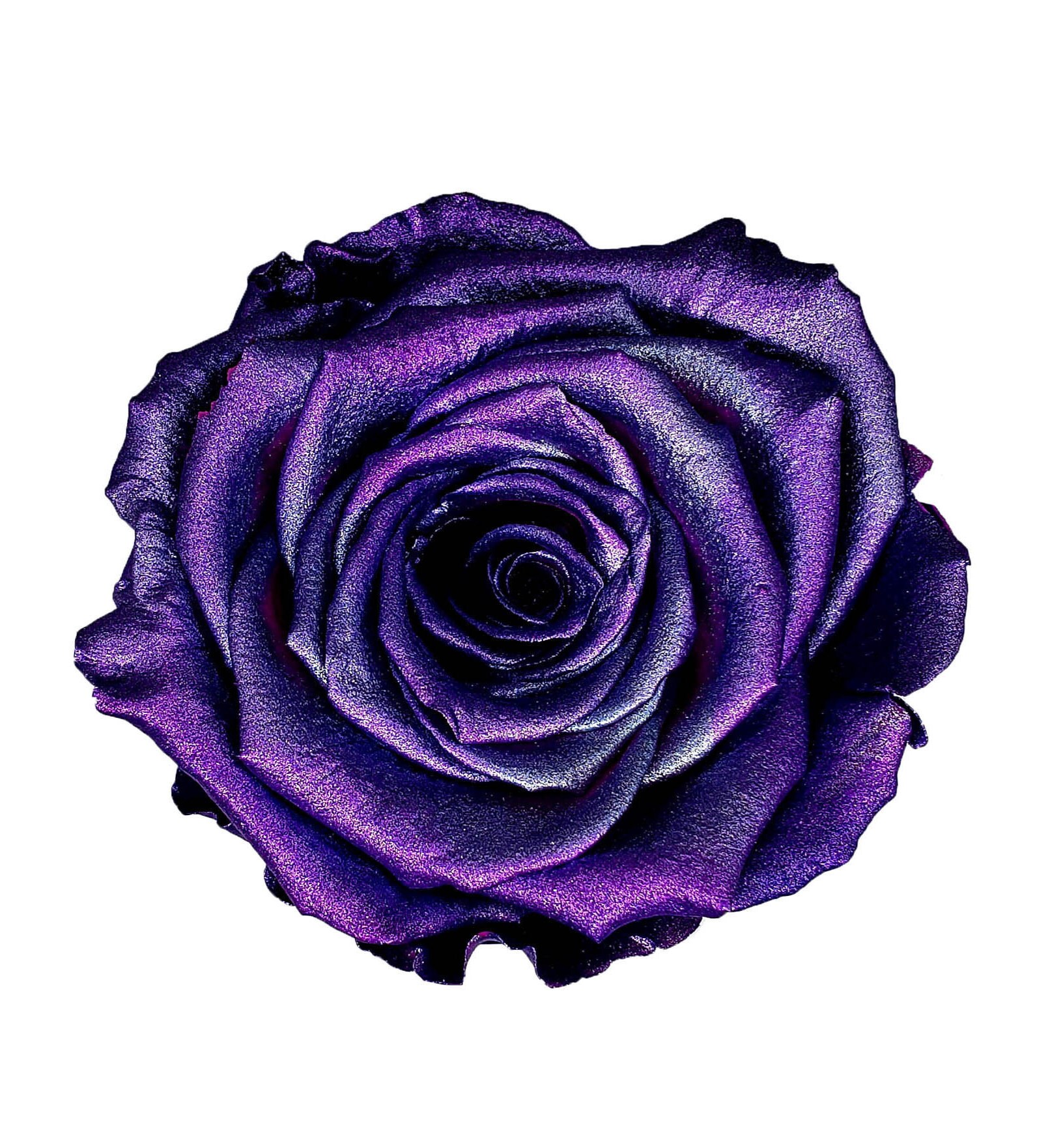 Preserved LAVENDER METALLIC Rose in silver mercury | Etsy