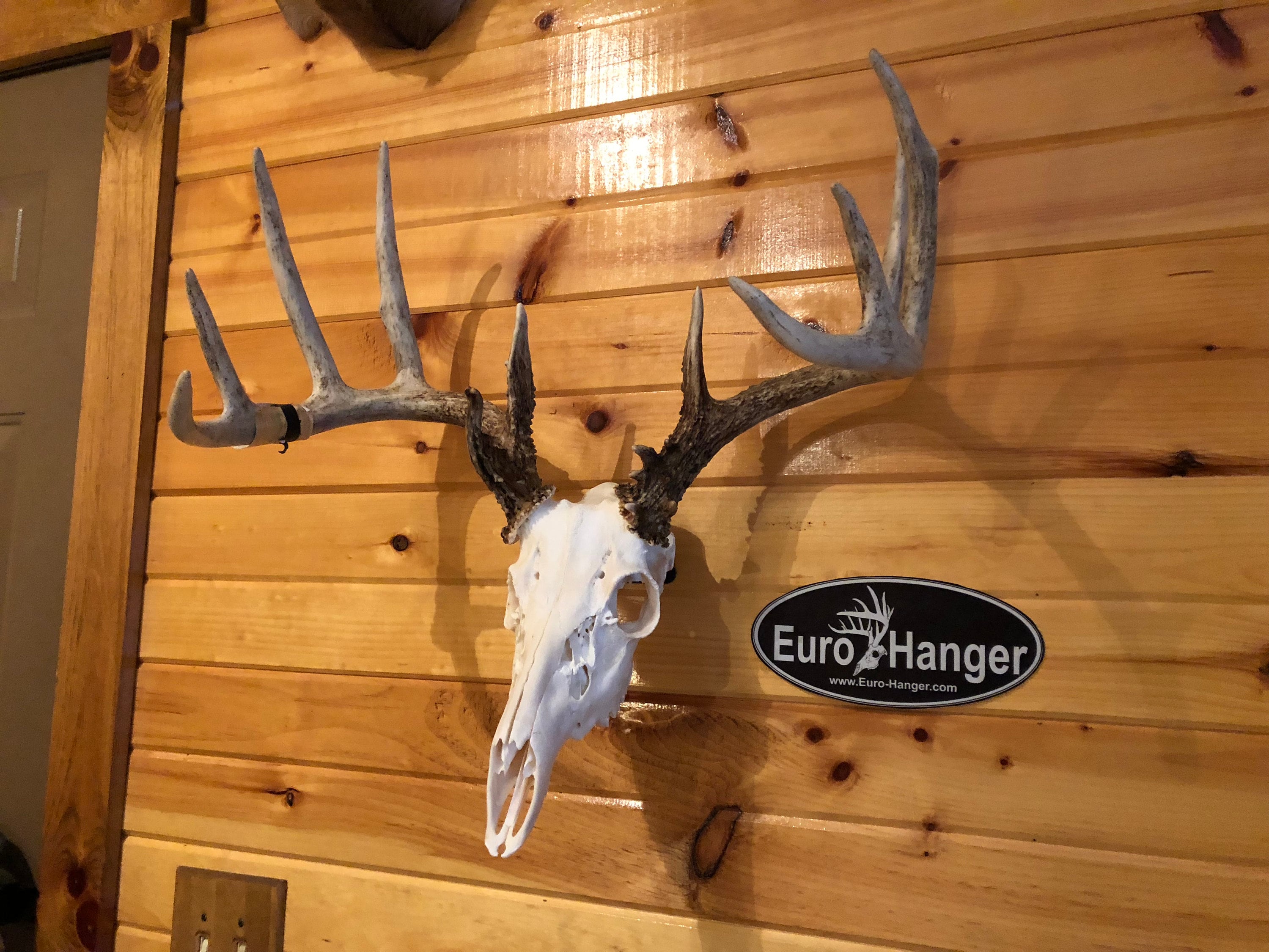 Eurohanger Skull Hanger Mount Bracket Deer Antelope Bear - Etsy