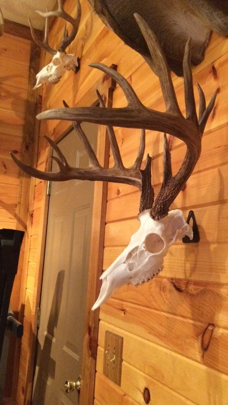 Eurohanger Skull Hanger Mount Bracket Deer Antelope Bear - Etsy