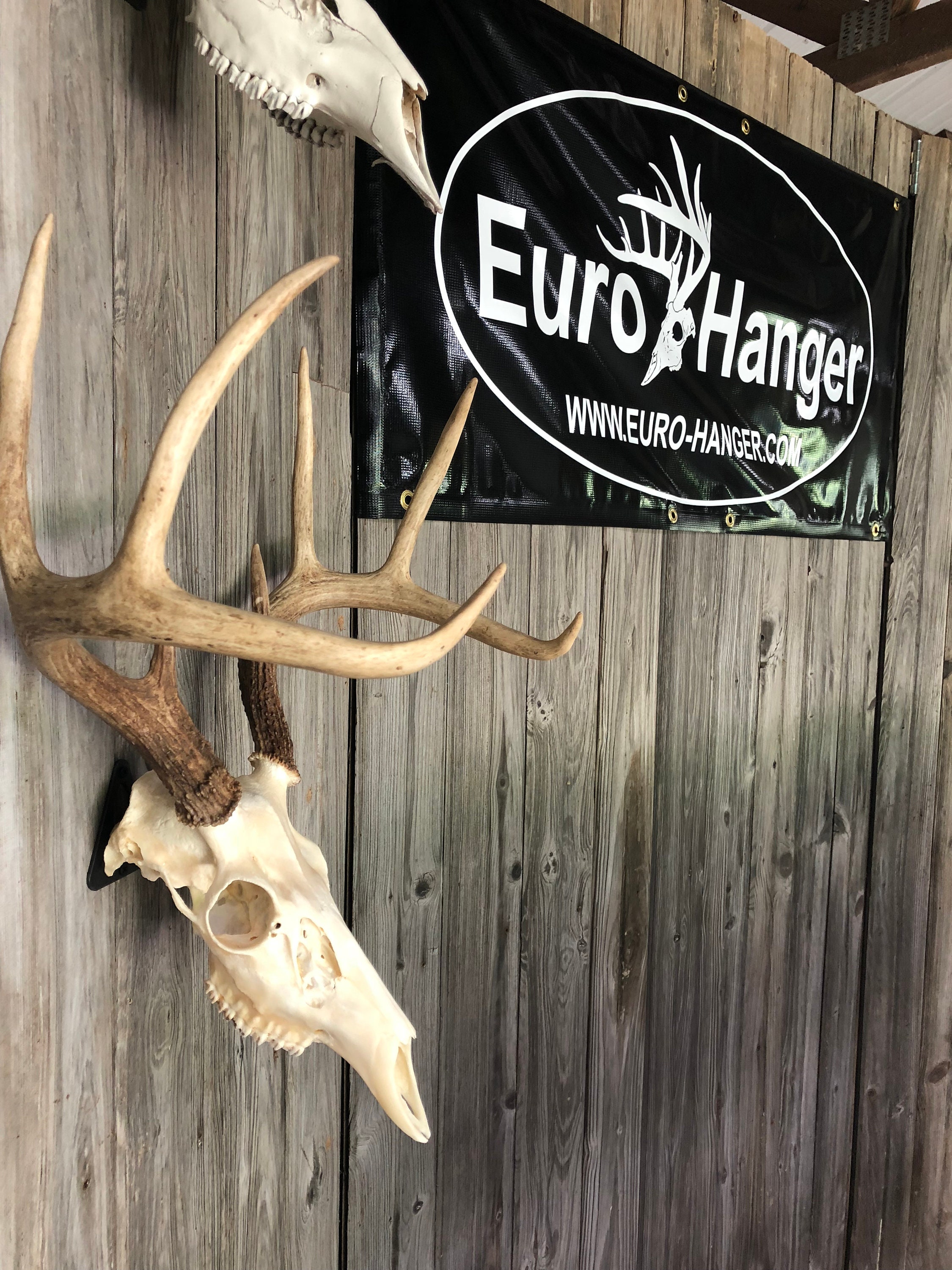 Eurohanger Skull Hanger Mount Bracket Deer Antelope Bear - Etsy