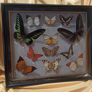 Collection of 12 Butterflies Real Framed Wallhanking Home Decoration ...