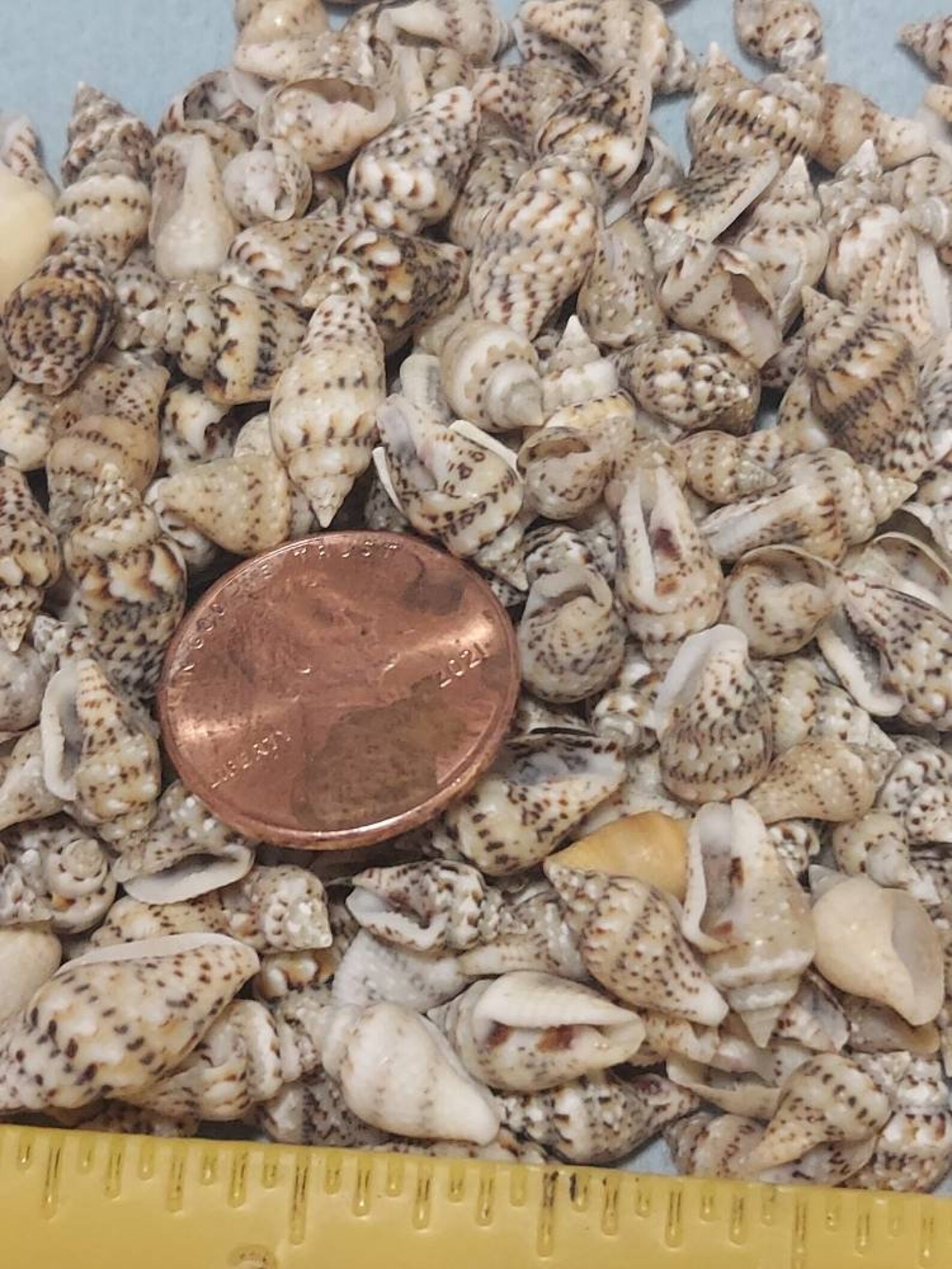 Dove Shells Dotted Tiny Shells 3/8 1/2 Inch 1/4 Cup - Etsy