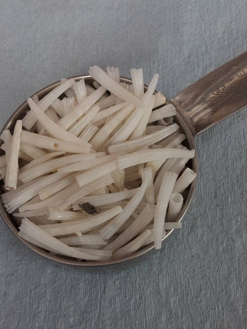 Tusk Shell White 1 Inch and Under 1/4 Cup - Etsy