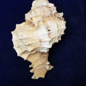 Murex, Apple 7/8 - 1 1/16 Opening Hermit Shells - Etsy