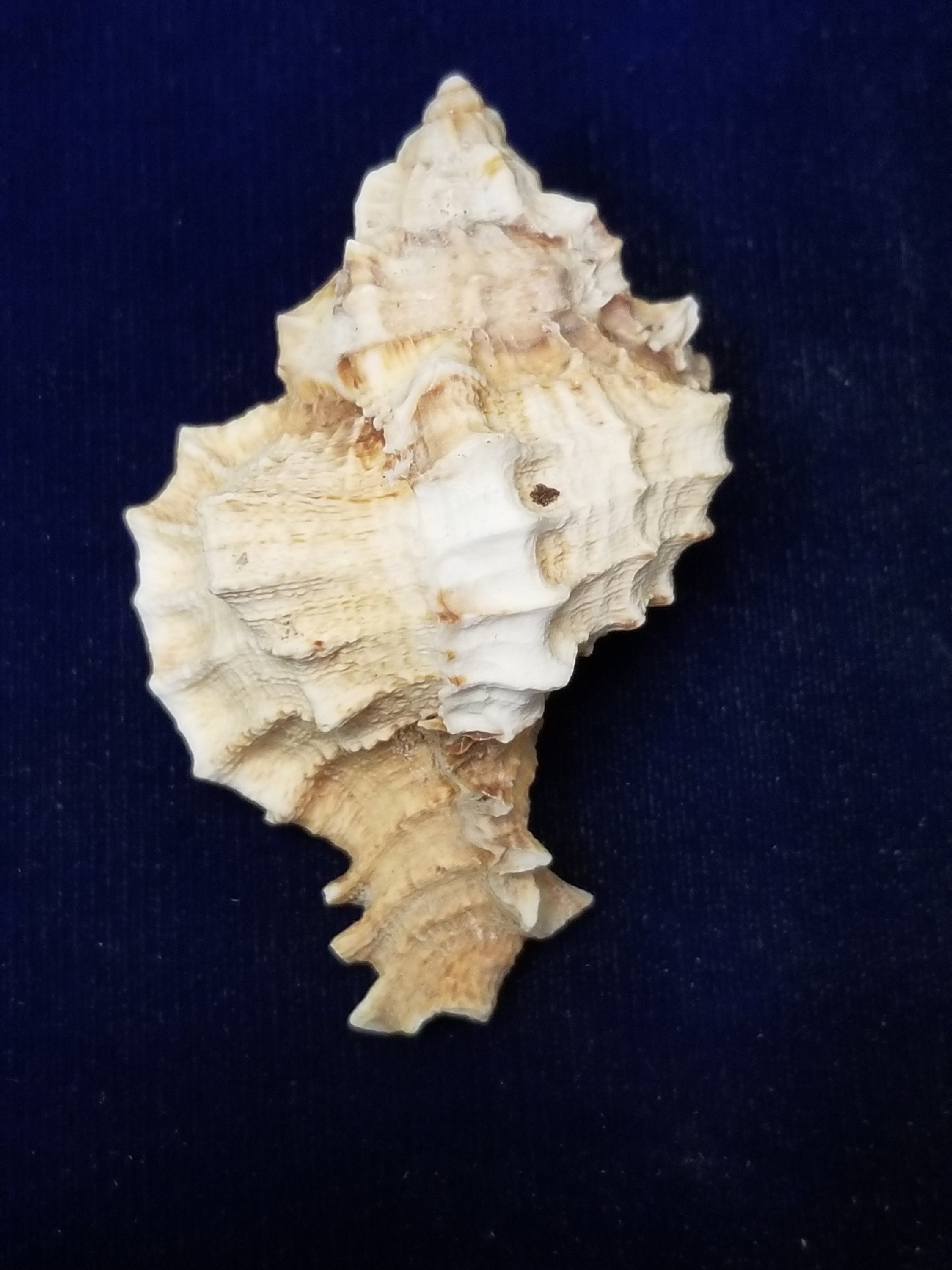 Murex Apple 7/8 1 1/16 Opening Hermit Shells | Etsy