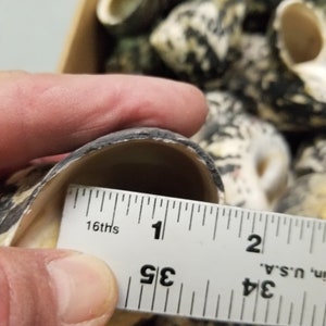 Magpie (pica) Shells Hermit Crab or Crafts 3/4' - 1 1/2" Openings - Etsy