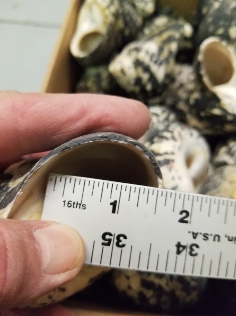 Magpie pica Shells Hermit Crab or Crafts 3/4' 1 | Etsy